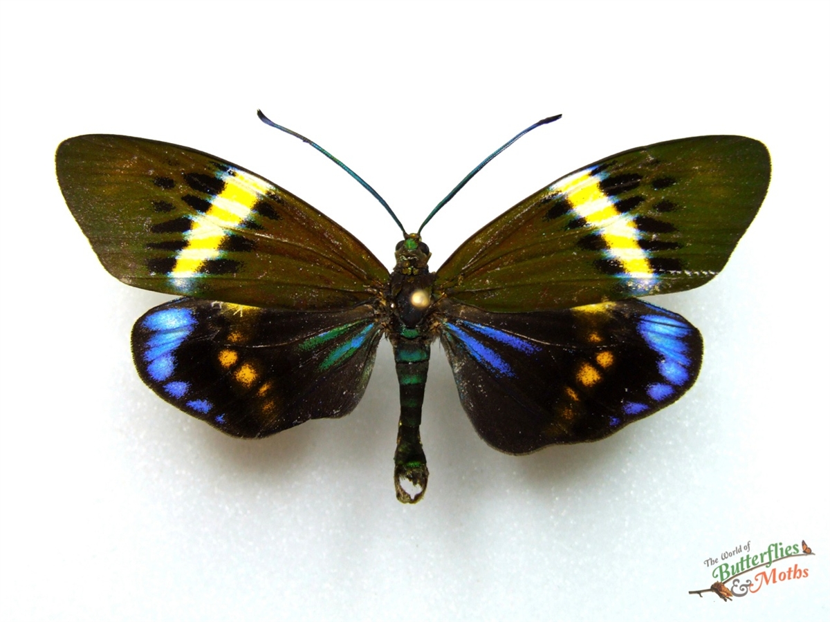 Eterusia repleta THAILAND - World of Butterflies and Moths