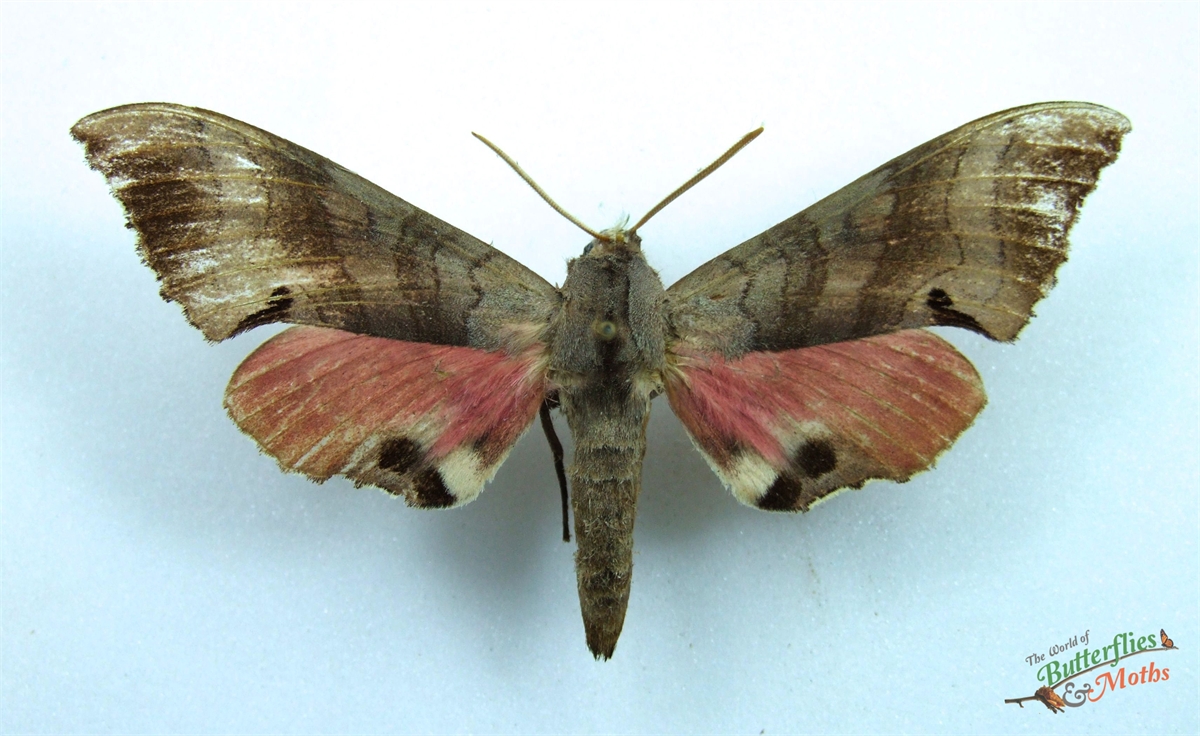 Marumba gaschkewitschii CHINA - World of Butterflies and Moths