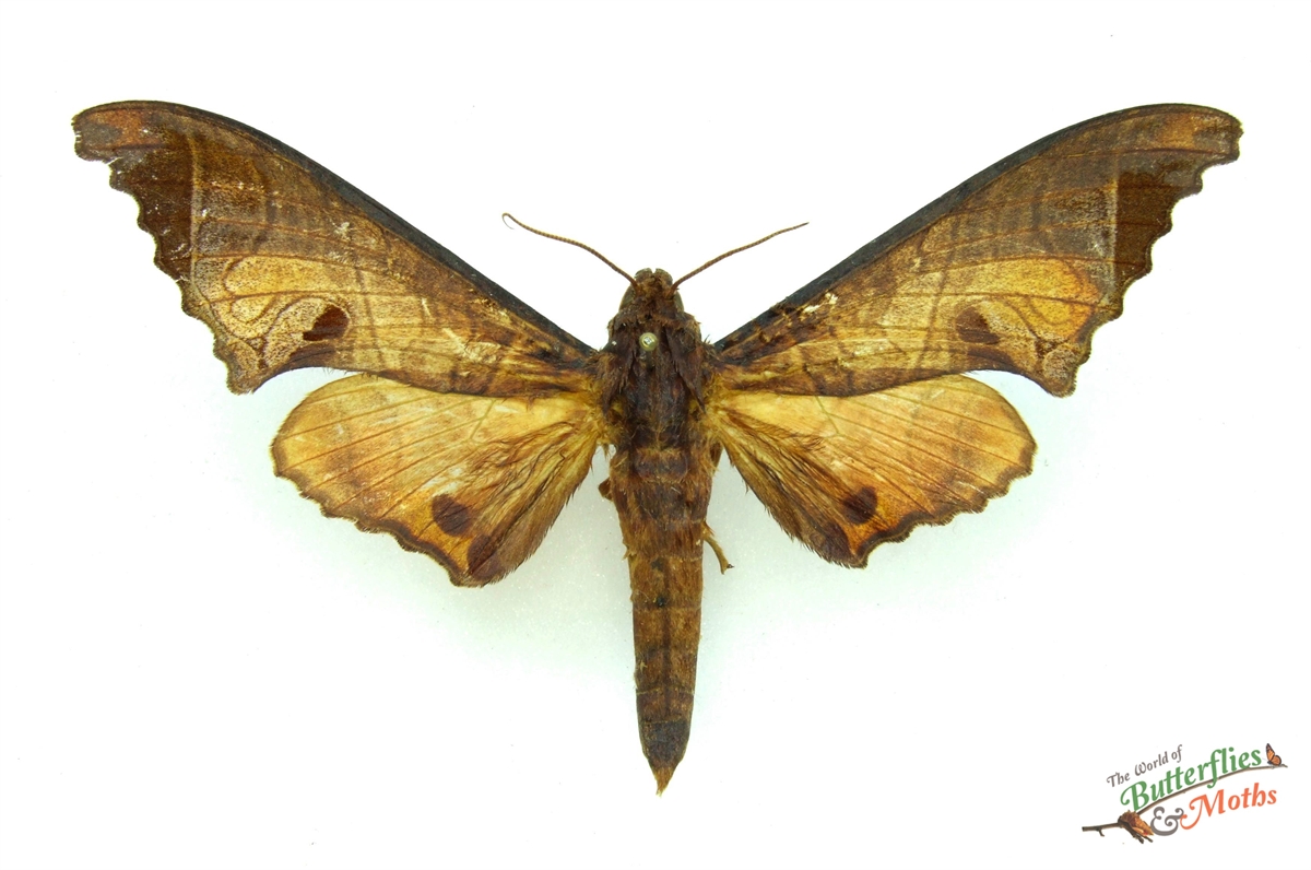 Marumba spectabilis CHINA - World of Butterflies and Moths