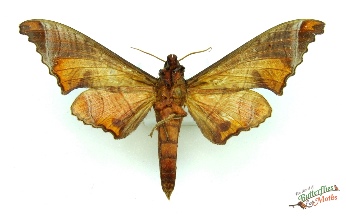 Marumba spectabilis CHINA - World of Butterflies and Moths