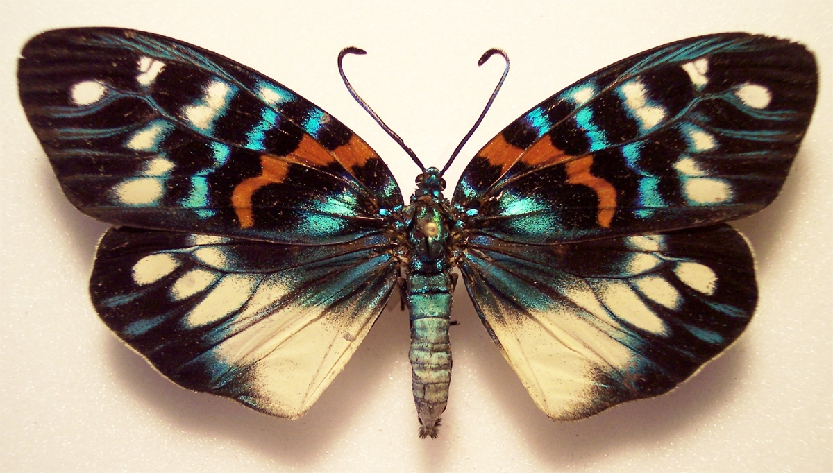 Erasmia pulchella THAILAND - World of Butterflies and Moths