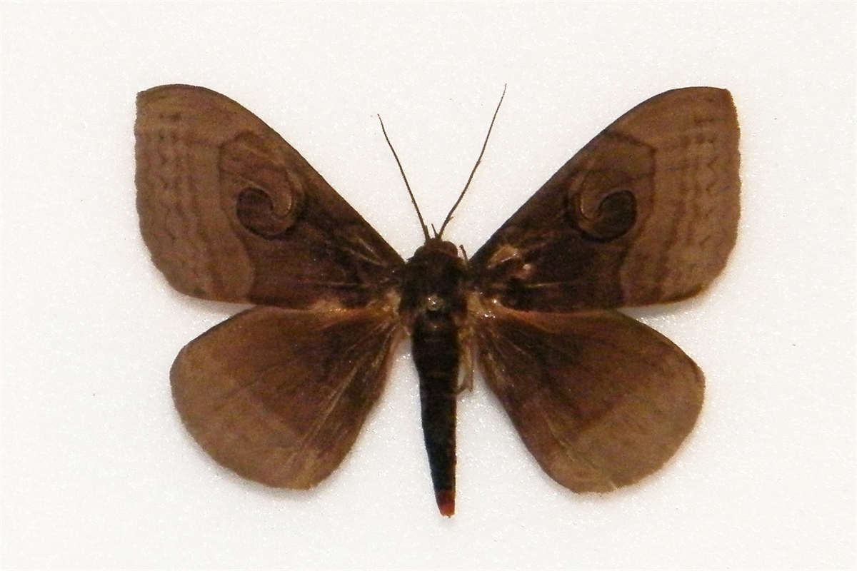 Spirama retorta THAILAND - World of Butterflies and Moths