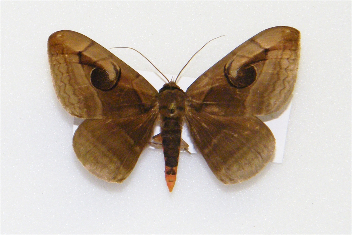 Spirama retorta THAILAND - World of Butterflies and Moths