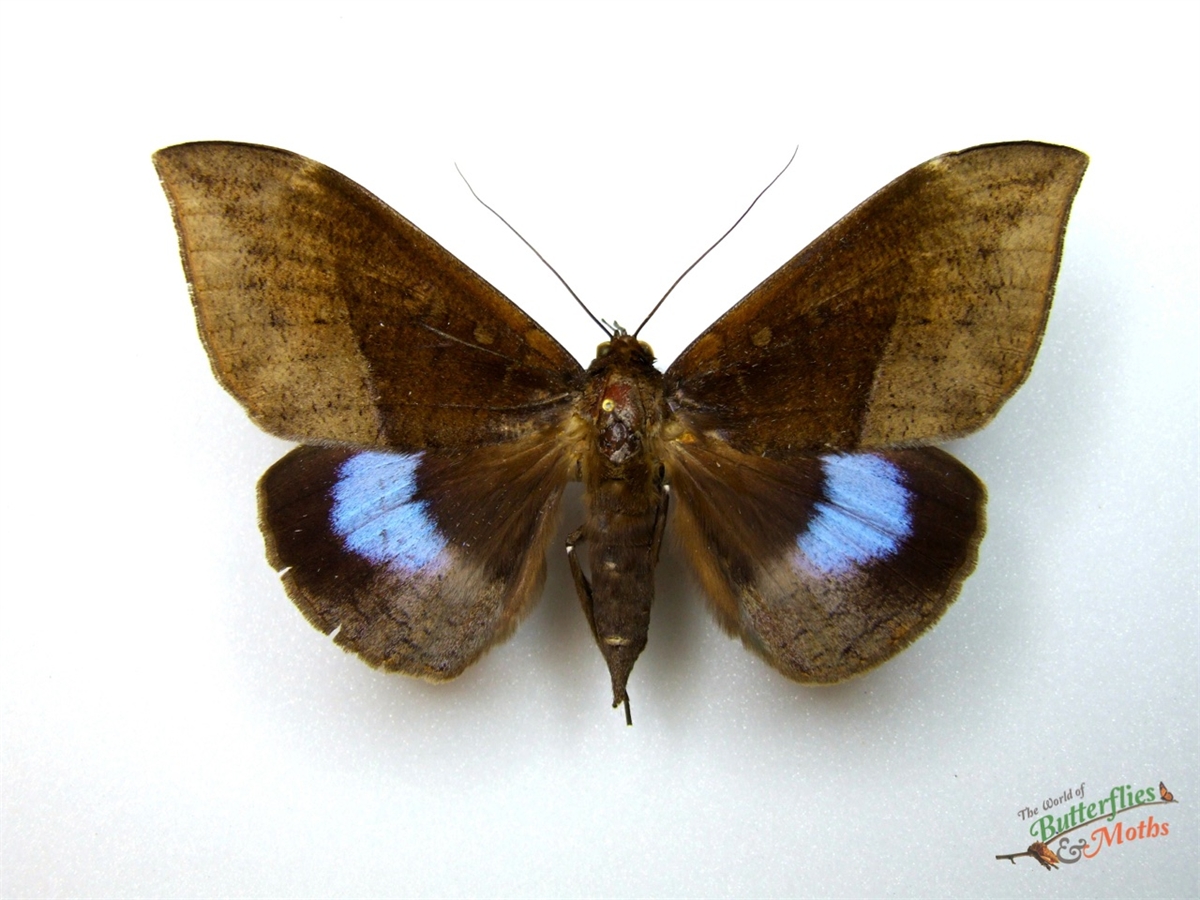 Ischyja inferna THAILAND - World of Butterflies and Moths