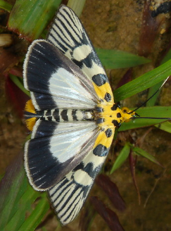 Barsine sp. THAILAND - World of Butterflies and Moths