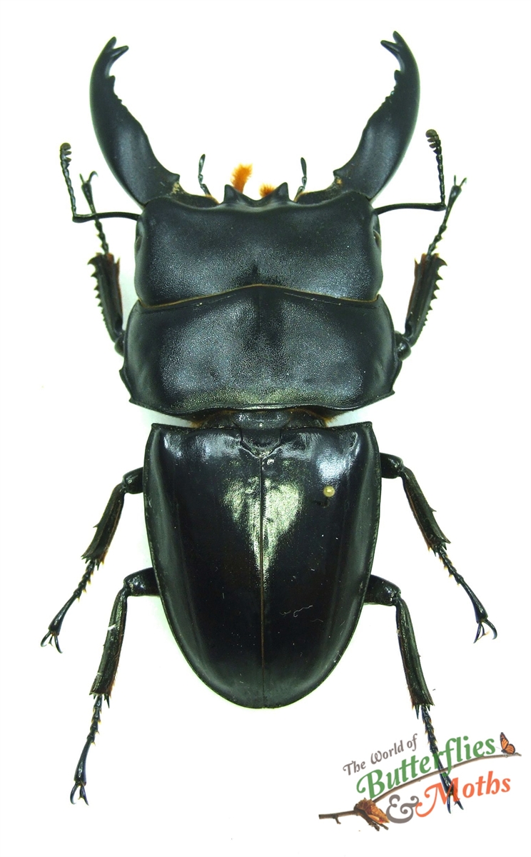 Dorcus alcides SUMATRA - World of Butterflies and Moths