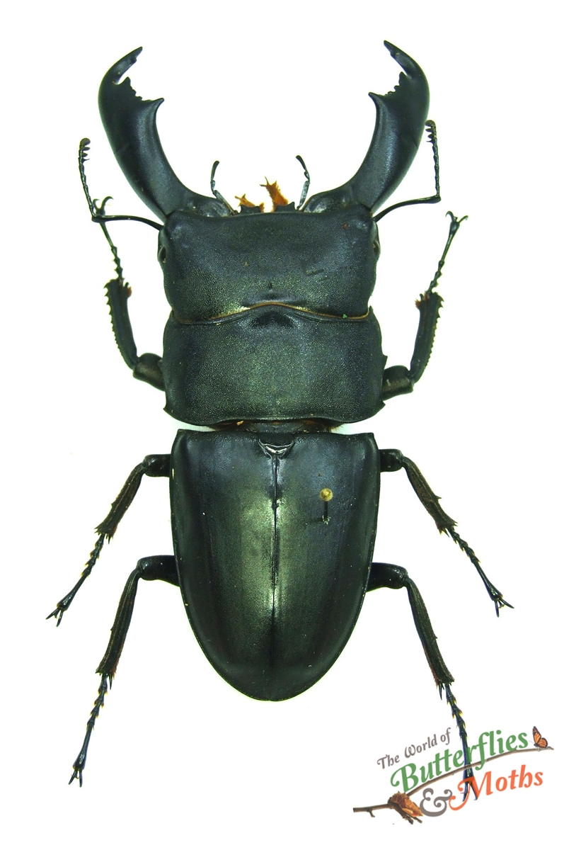 Dorcus titanus INDONESIA - World of Butterflies and Moths