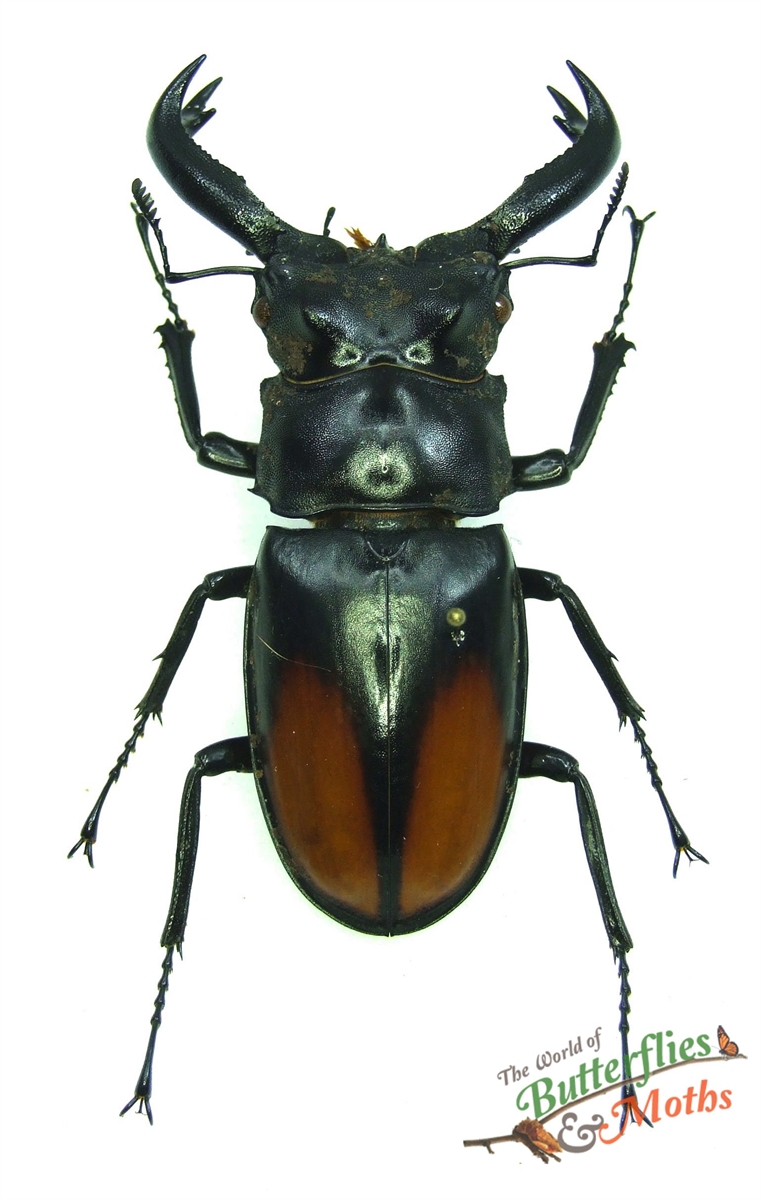 Hexarthrius parryi paradoxus SUMATRA - World of Butterflies and Moths