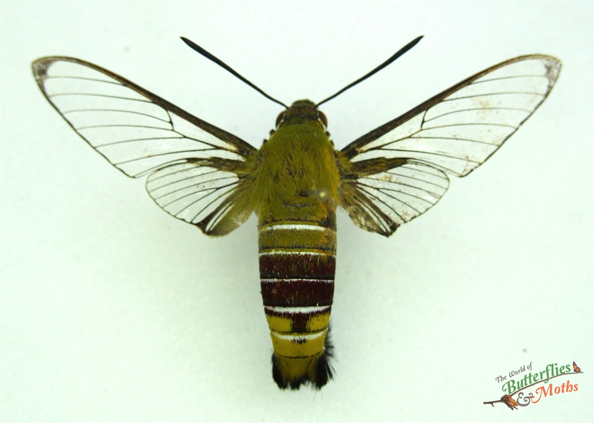 Cephonodes hylas THAILAND - World of Butterflies and Moths