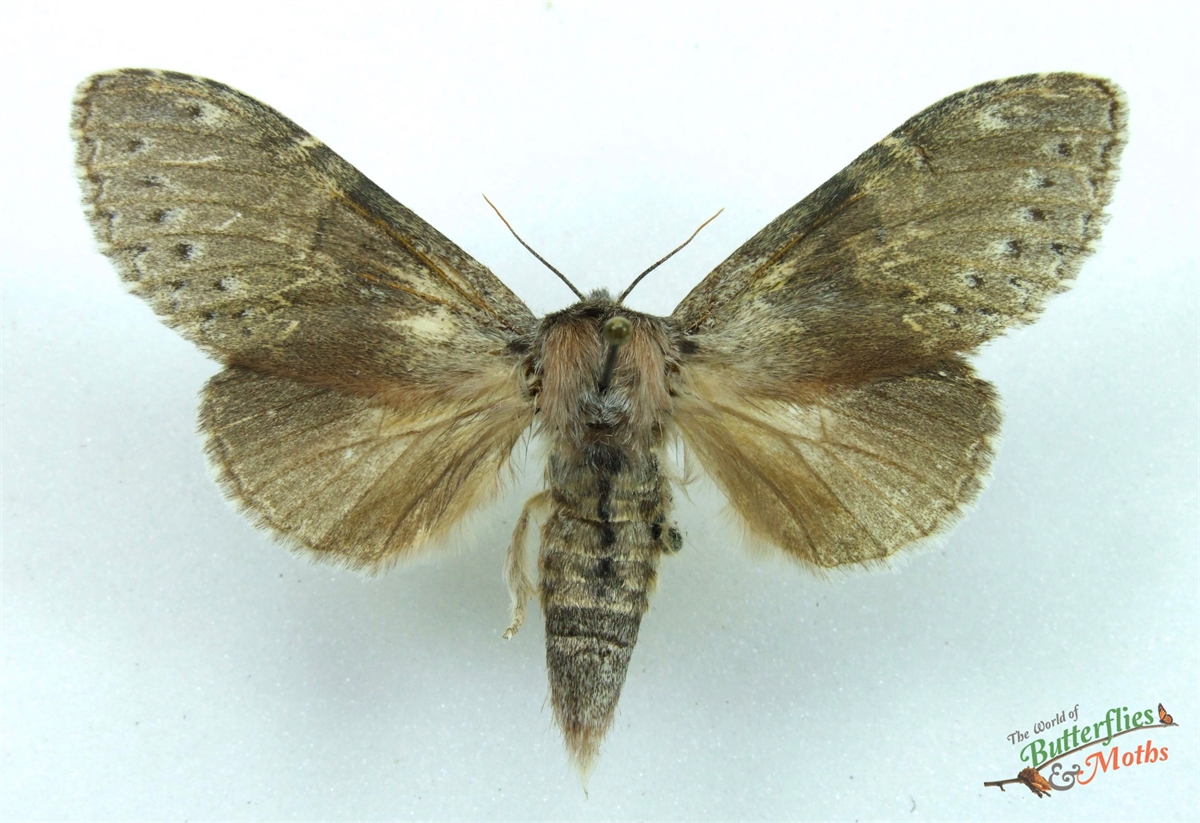 Stauropus fagi LOBSTER MOTH - World of Butterflies and Moths