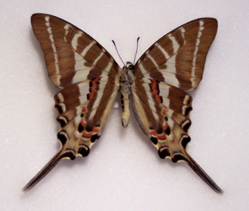 Graphium aristeus PHILIPPINES - World of Butterflies and Moths