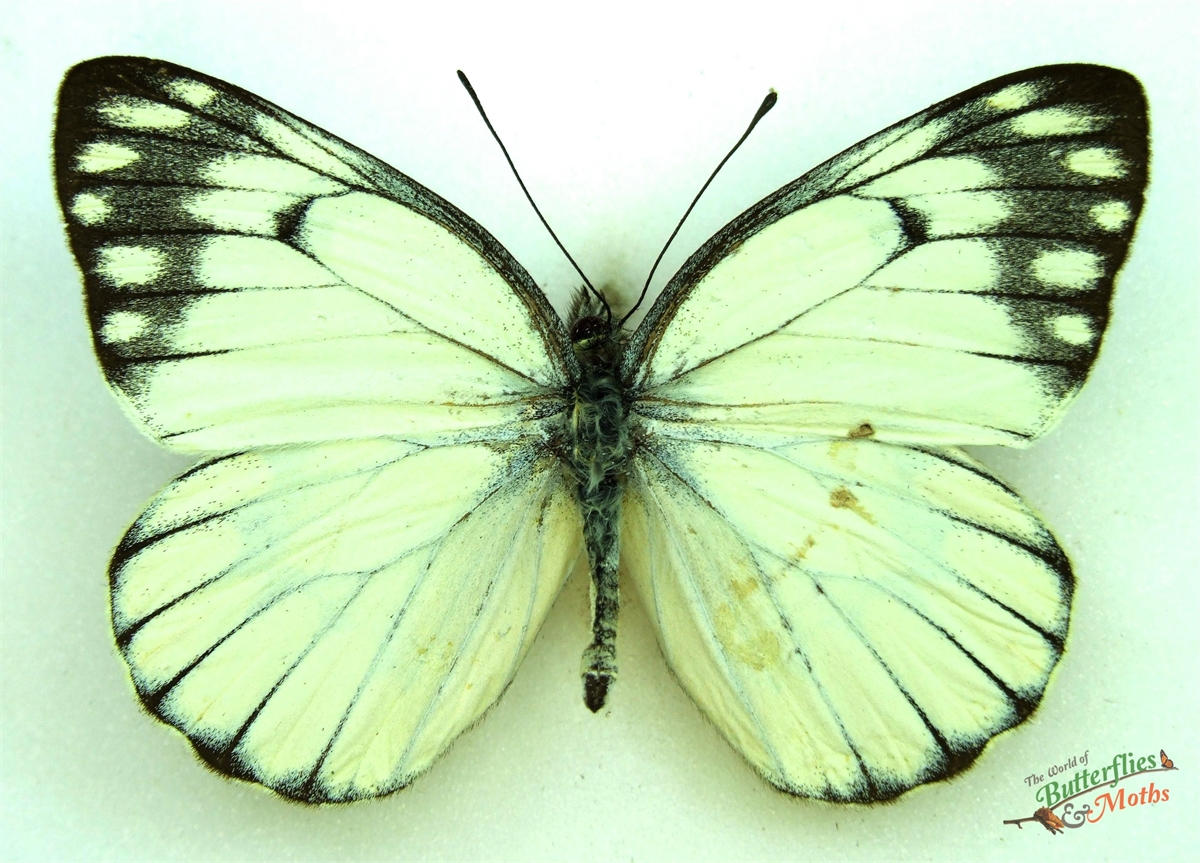 Delias ganymedes PHILIPPINES - World of Butterflies and Moths