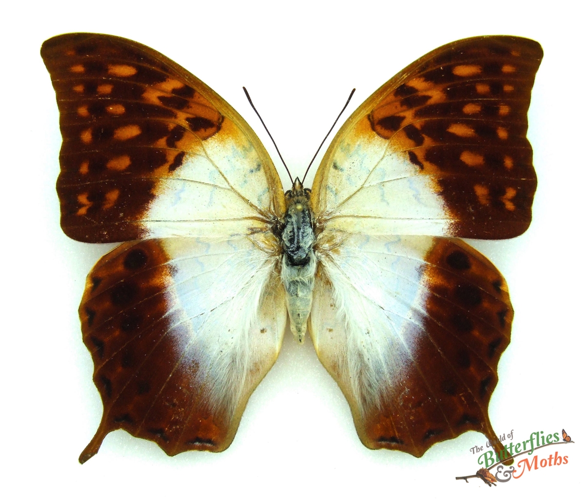 Charaxes varanes ZAMBIA - World of Butterflies and Moths