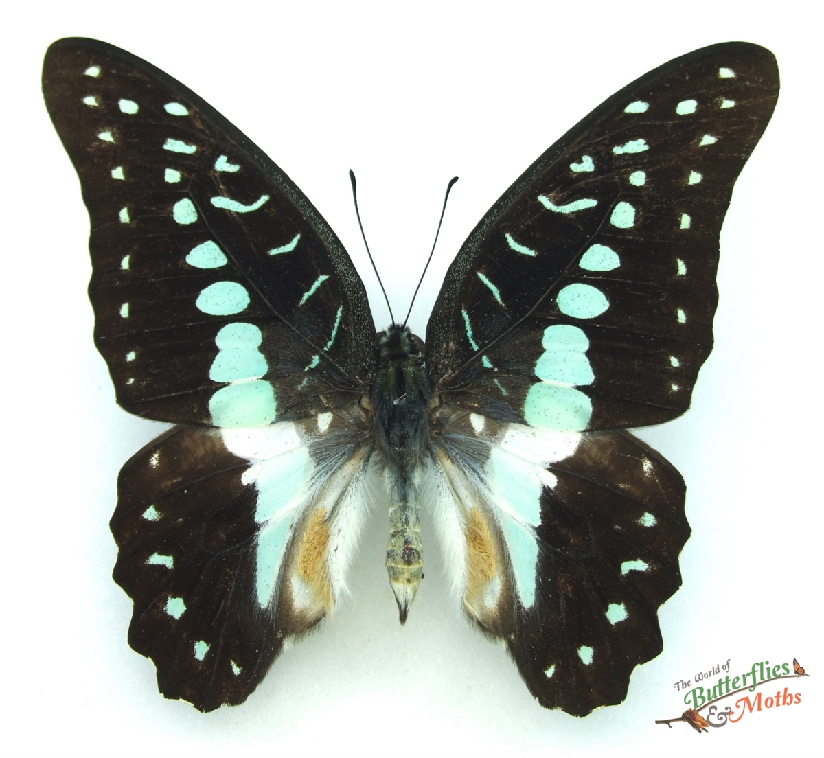 Graphium meyeri INDONESIA - World of Butterflies and Moths