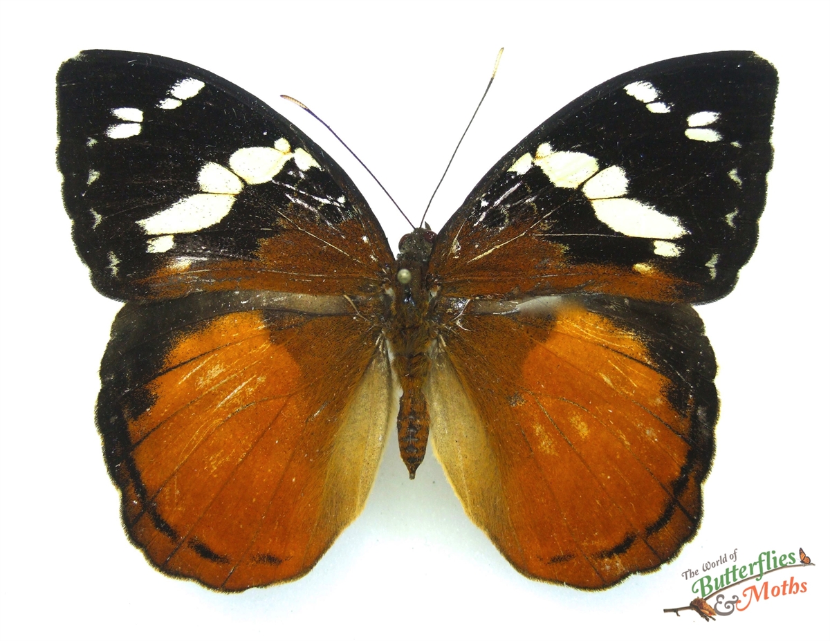 Aterica rabena MADAGASCAR - World of Butterflies and Moths