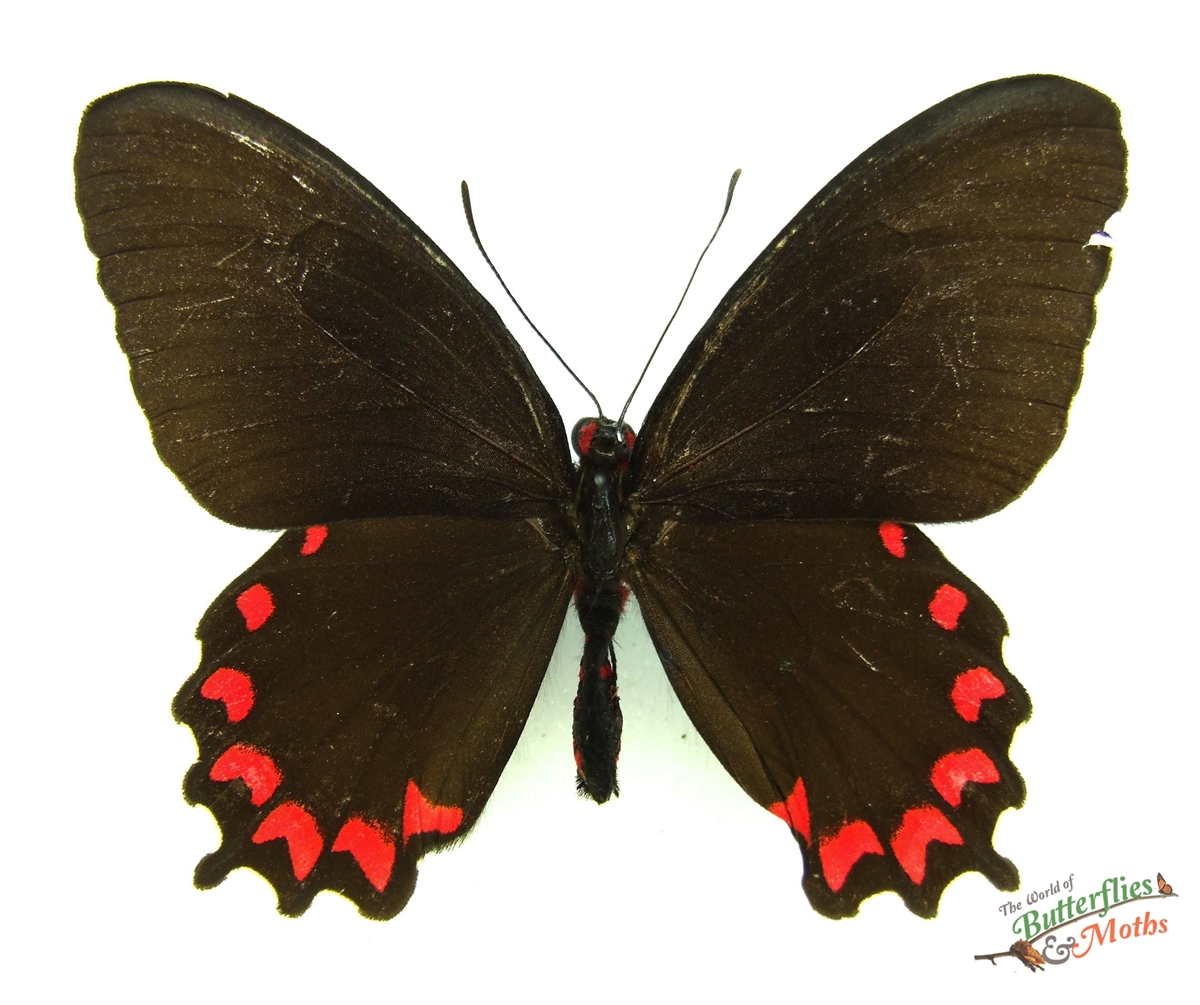 Parides montezuma MEXICO - World of Butterflies and Moths