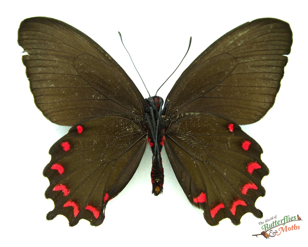 Parides montezuma MEXICO - World of Butterflies and Moths