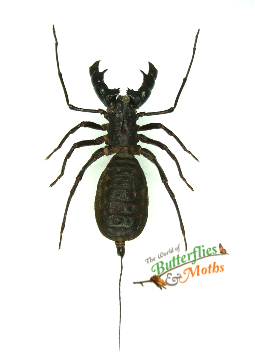 Hypocnoctus rangunensis Whip Scorpion THAILAND - World of Butterflies ...