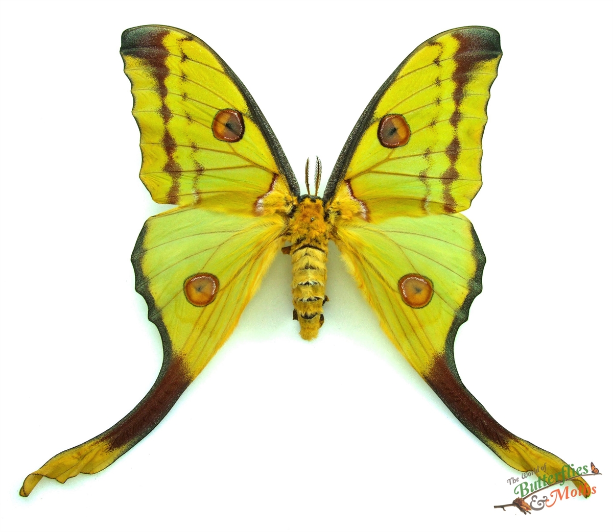 Argema mittrei Comet Moth MADAGASCAR - World of Butterflies and Moths