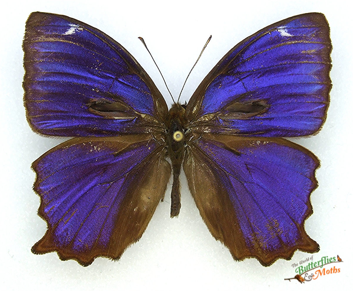 Ptychandra lorquinii PHILIPPINES - World of Butterflies and Moths