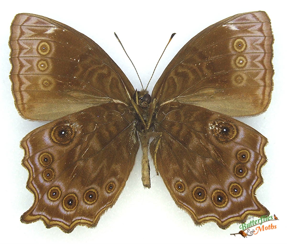 Ptychandra lorquinii PHILIPPINES - World of Butterflies and Moths