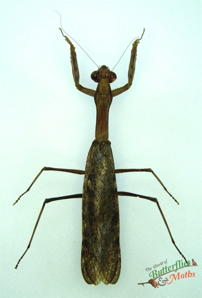 Praying Mantid species TOGO - World of Butterflies and Moths