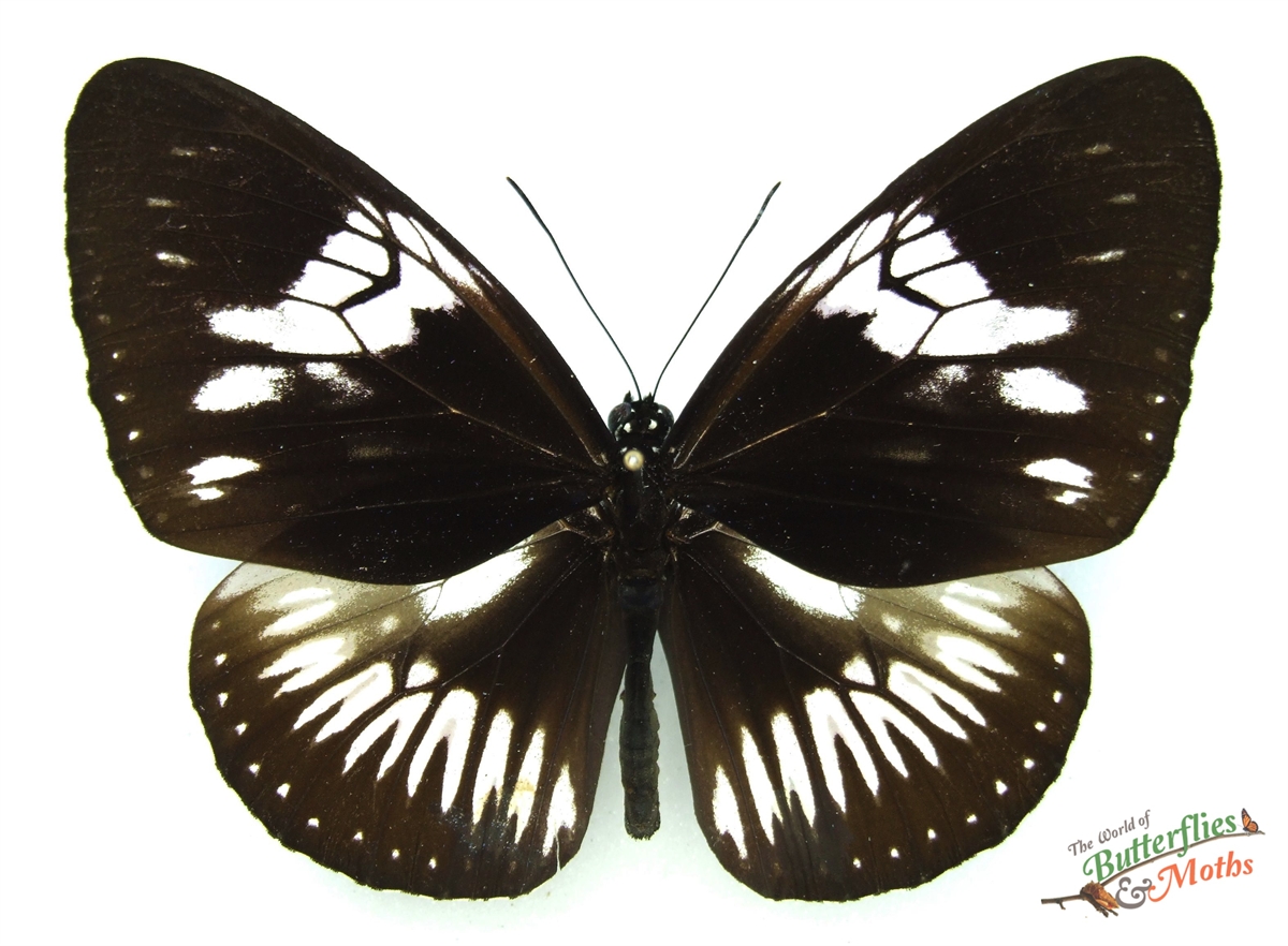 Euploea eupator SULAWESI - World of Butterflies and Moths