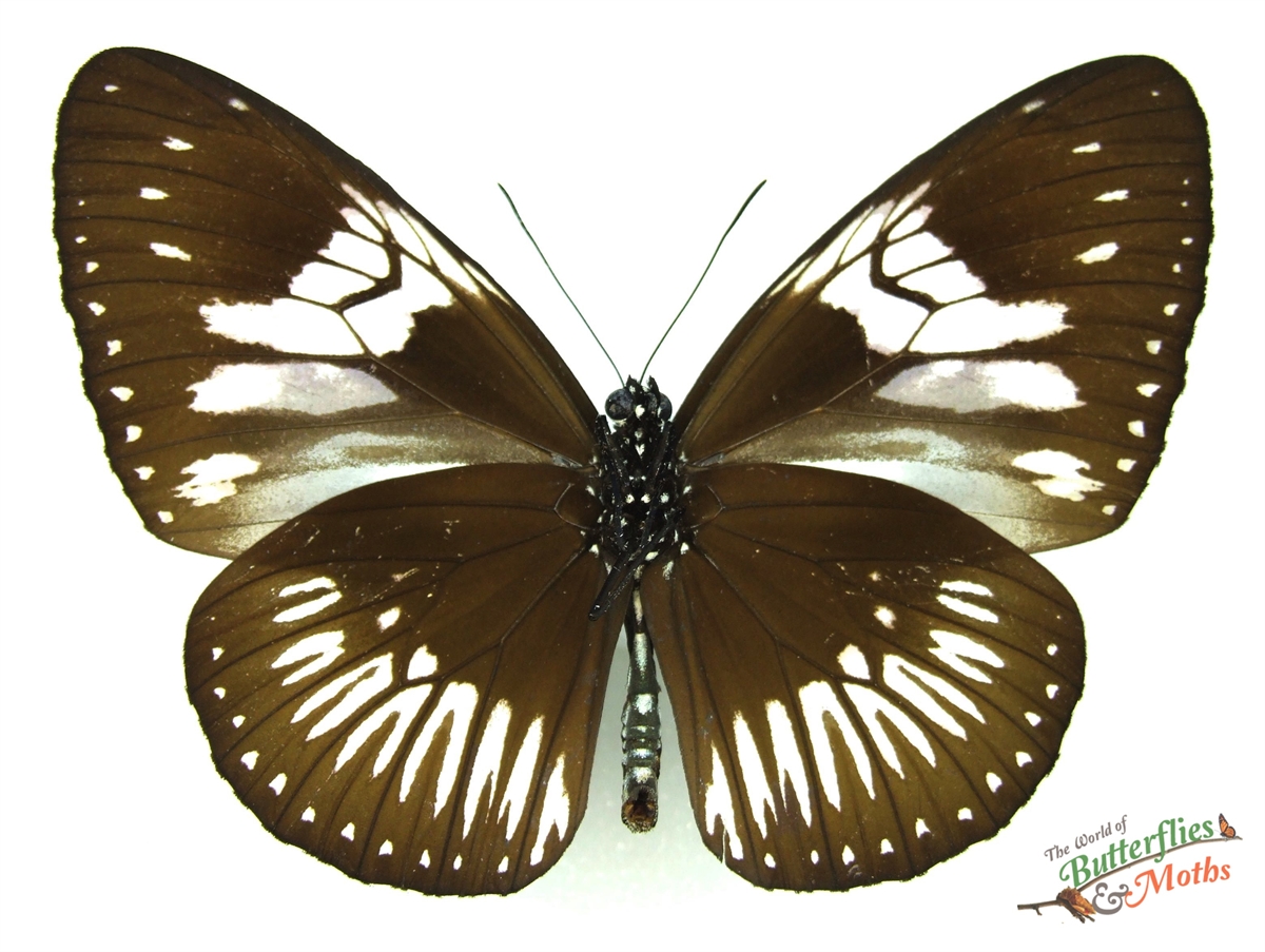 Euploea eupator SULAWESI - World of Butterflies and Moths