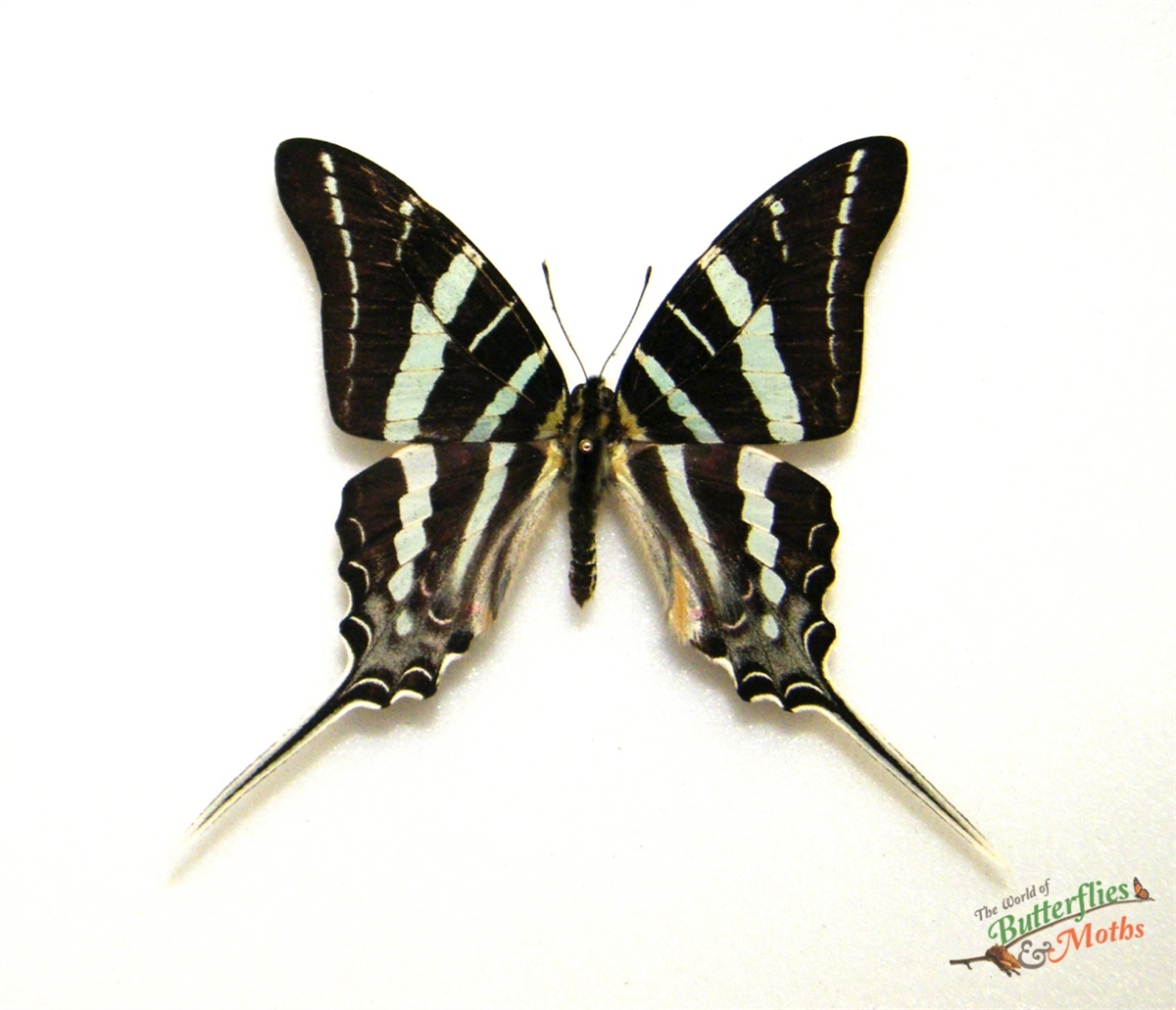 Graphium rhesus INDONESIA - World of Butterflies and Moths