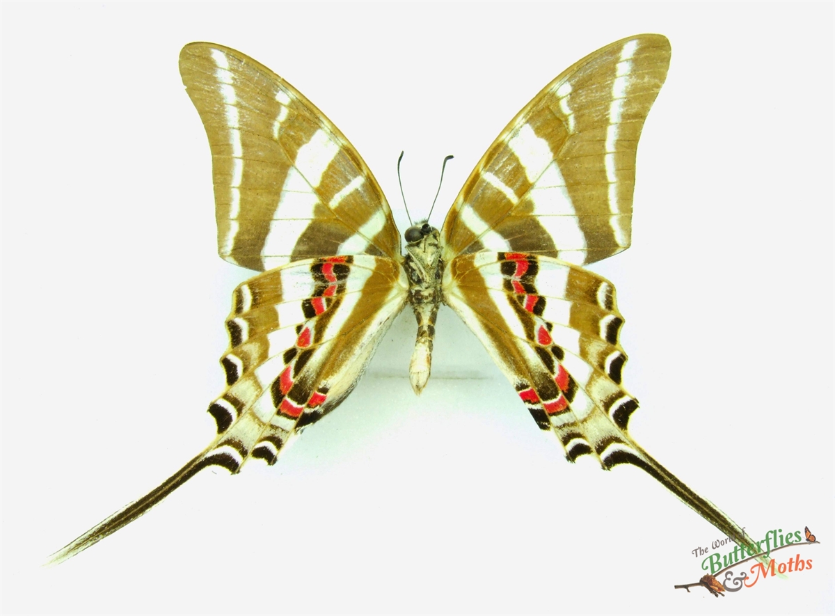 Graphium rhesus INDONESIA - World of Butterflies and Moths