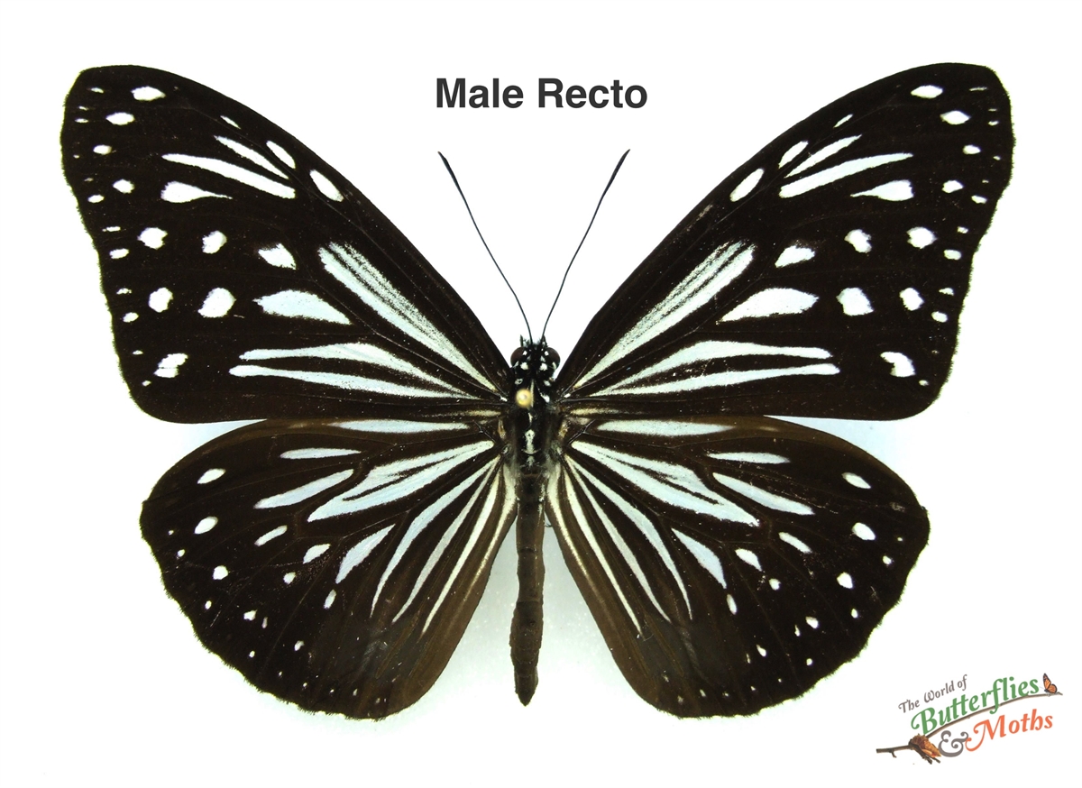 Parantica luzonensis INDONESIA - World of Butterflies and Moths
