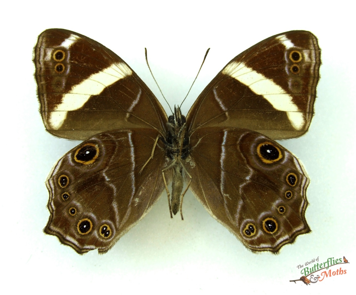 Lethe confusa PHILIPPINES - World of Butterflies and Moths