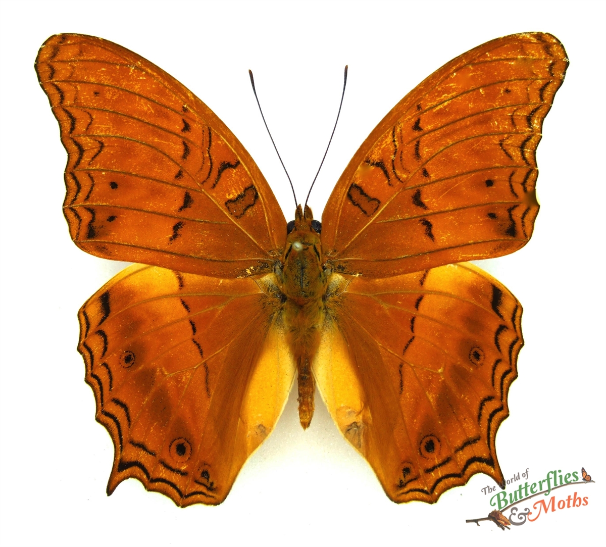 Vindula dejone dejone PHILIPPINES A- World of Butterflies and Moths