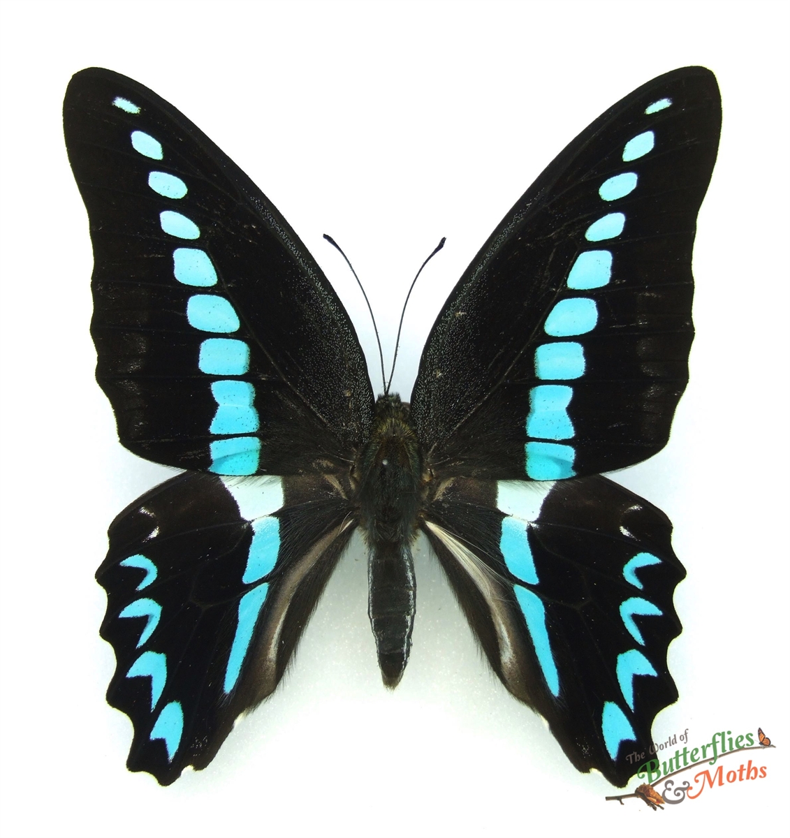 Graphium anthedon milon BUTON - SULAWESI - World of Butterflies and Moths
