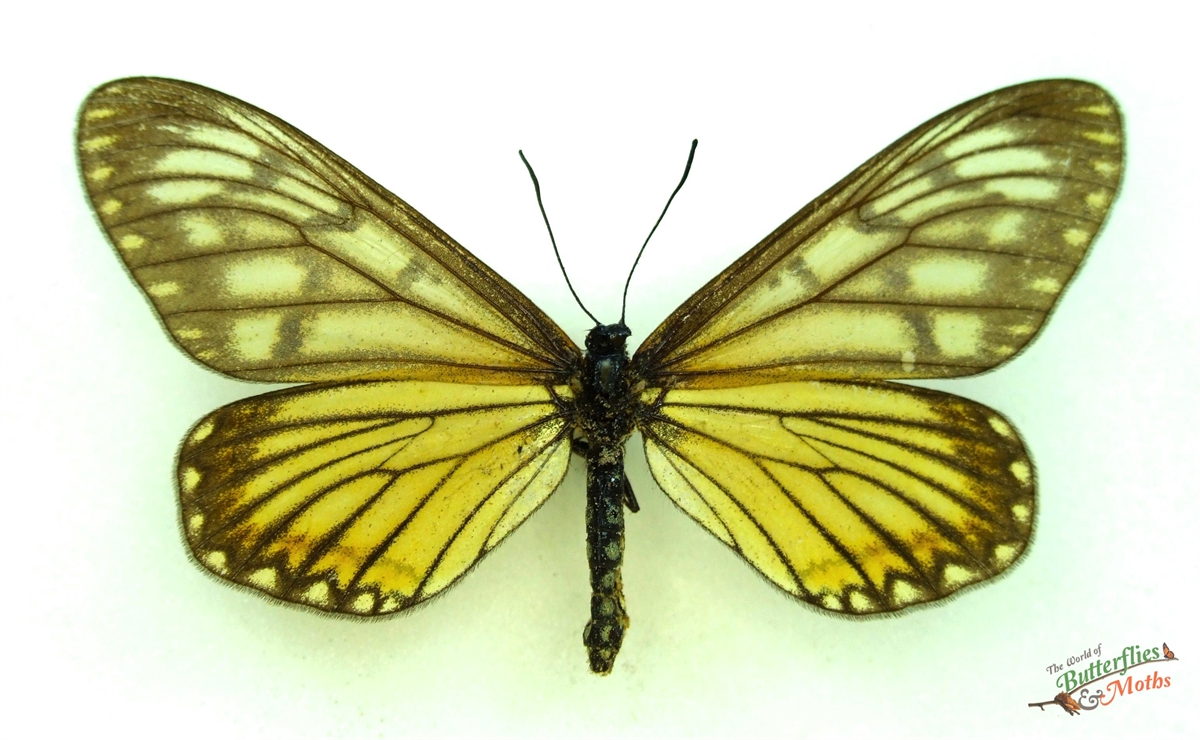 Acraea issoria INDONESIA - World of Butterflies and Moths