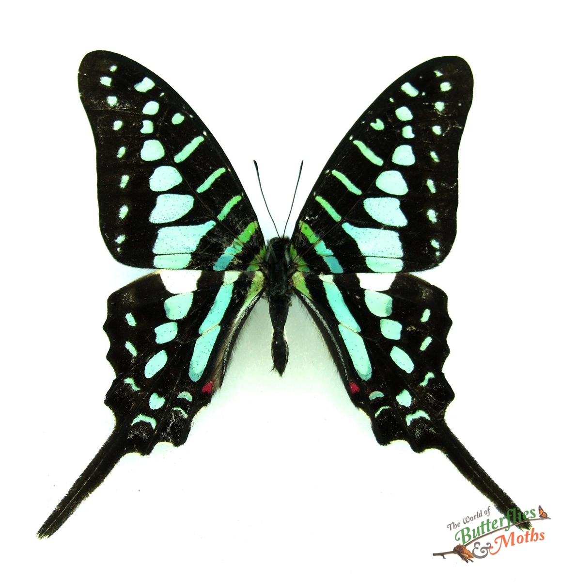 Graphium policenes Small Striped Swordtail Africa - World of ...