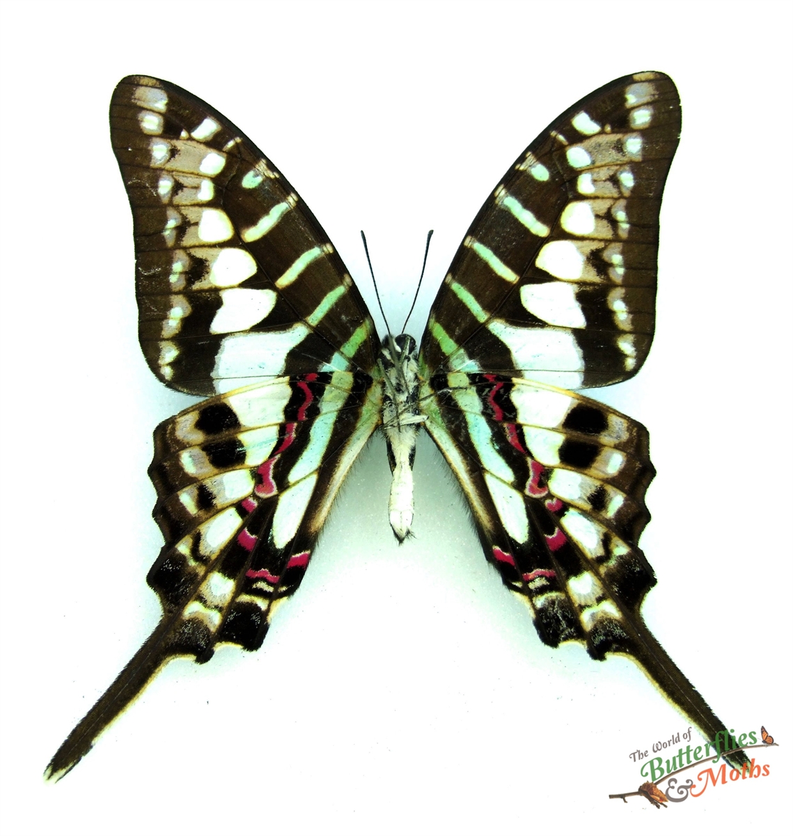Graphium policenes Small Striped Swordtail Africa - World of ...