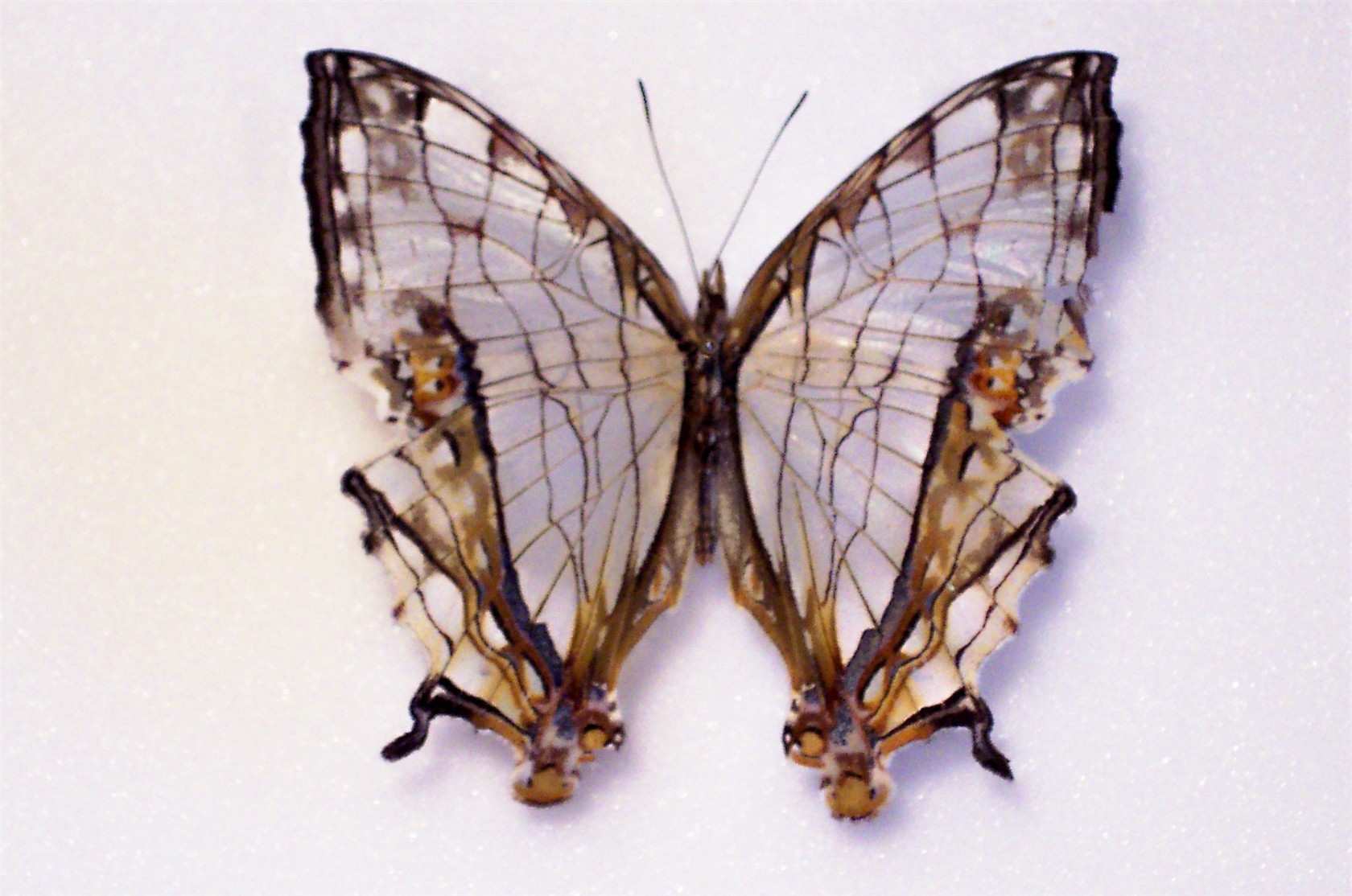 Cyrestis nivea China - World of Butterflies and Moths