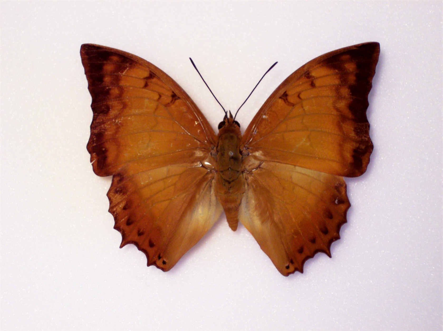 Charaxes distanti THAILAND - World of Butterflies and Moths