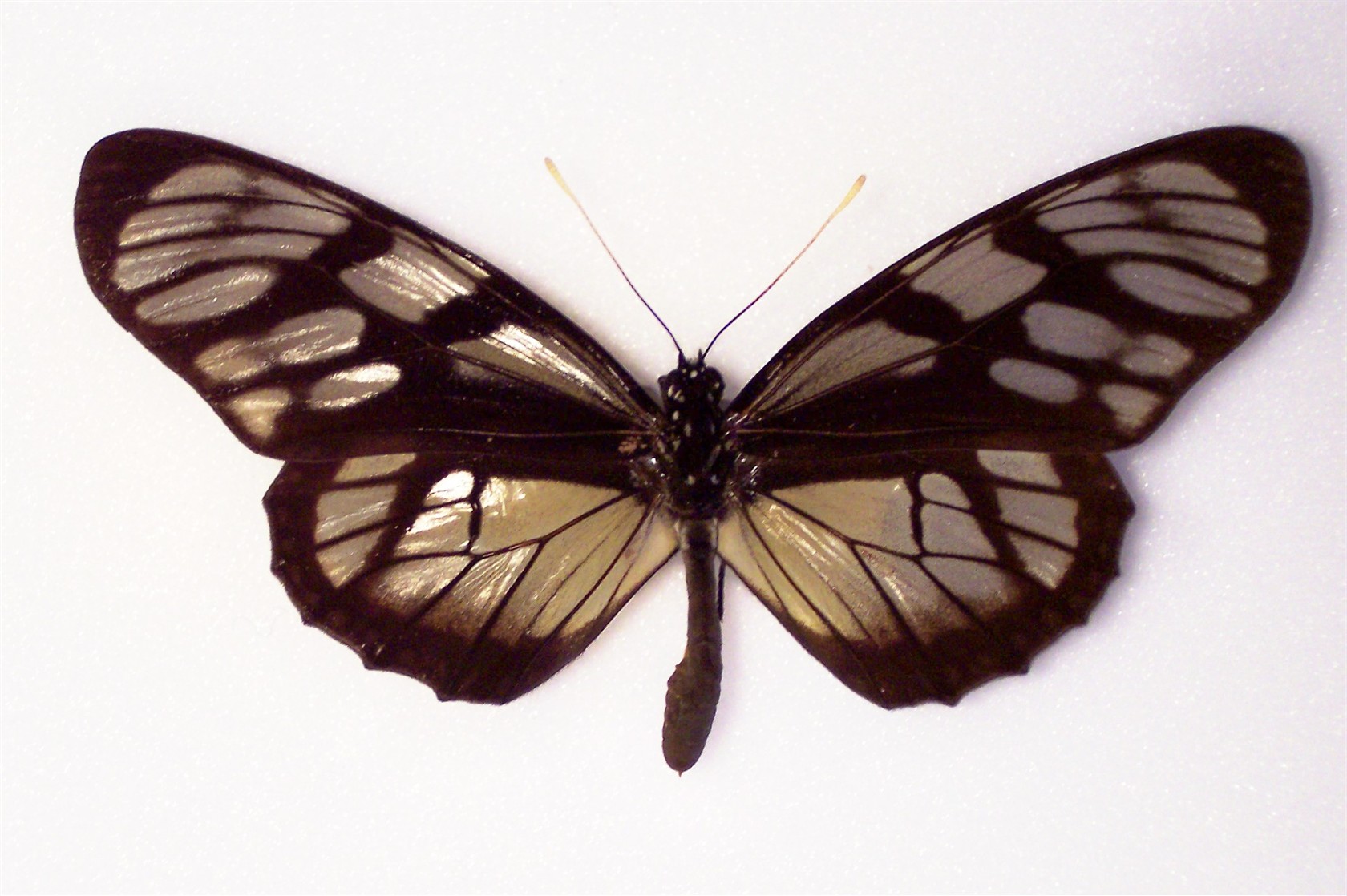 Lycorea ilione phencrete Peru - World of Butterflies and Moths