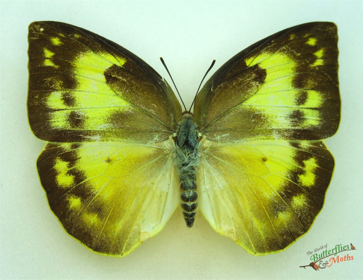 Catopsilia pomona Lemon Emigrant butterfly - World of Butterflies and Moths