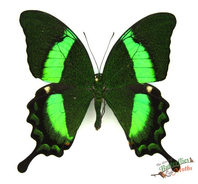 Papilio palinurus Emerald Swallowtail PHILIPPINES - World of ...