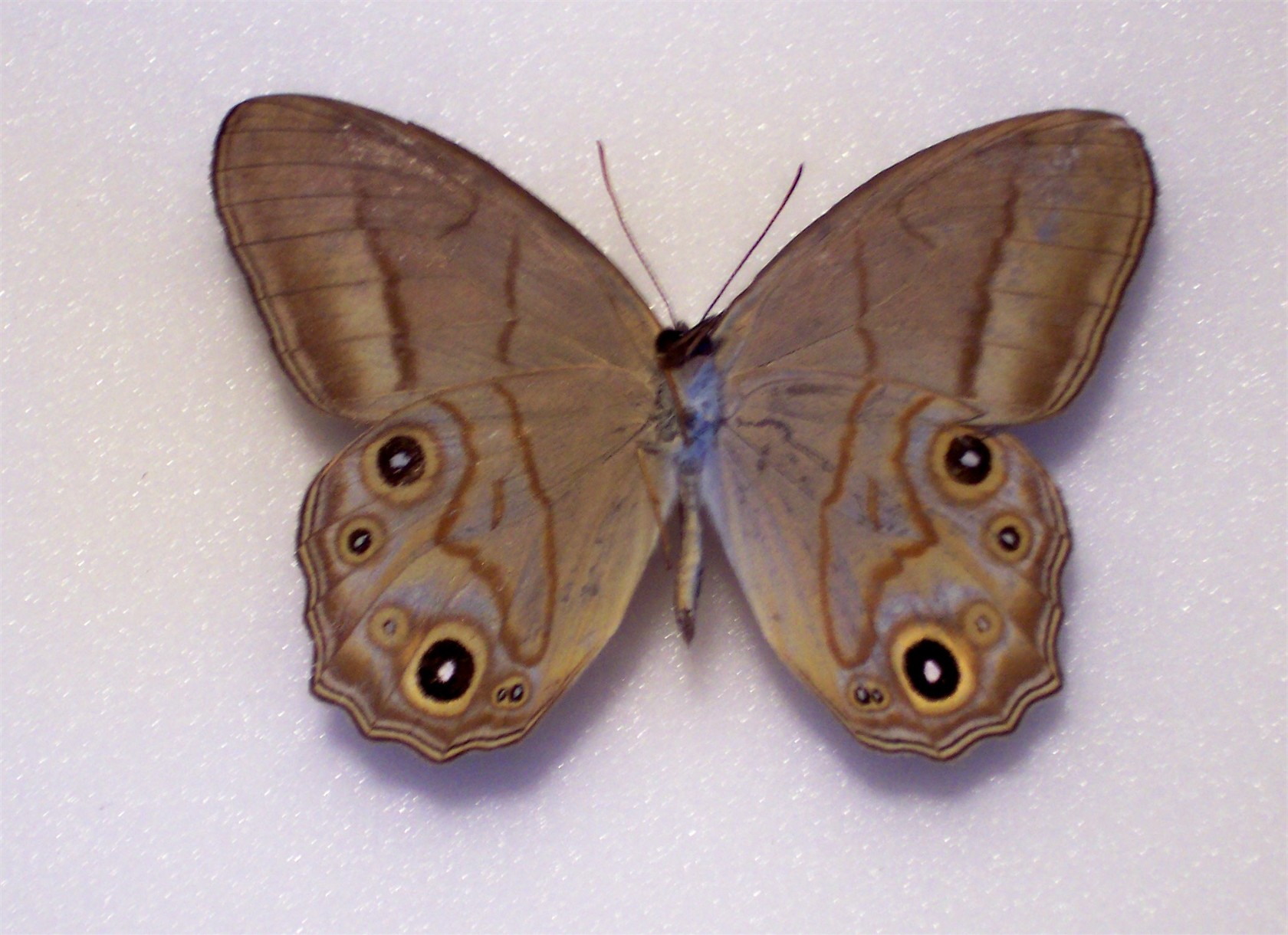 Lethe syrcis CHINA - World of Butterflies and Moths