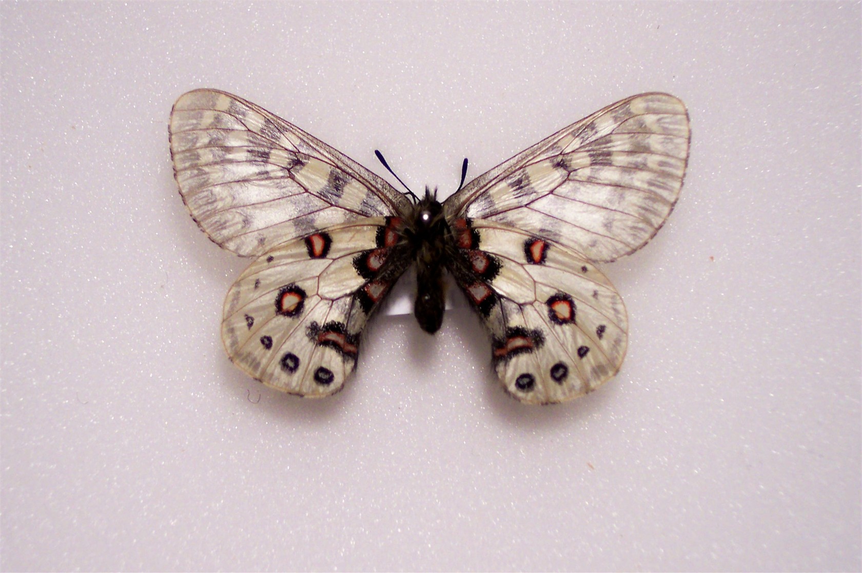 Parnassius orleans groumi CHINA Female A1- (#06) - World of Butterflies ...