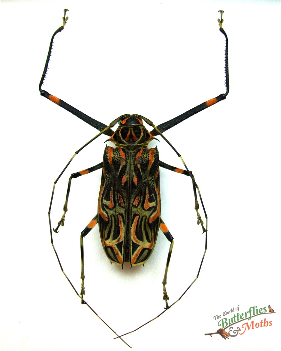Acrocinus longimanus Harlequin Beetle: Unique Specimen - World of ...