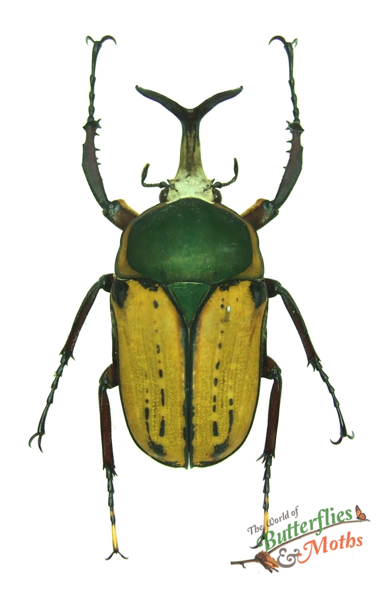 Megalorrhina harrisi f. haroldi TANZANIA - World of Butterflies and Moths