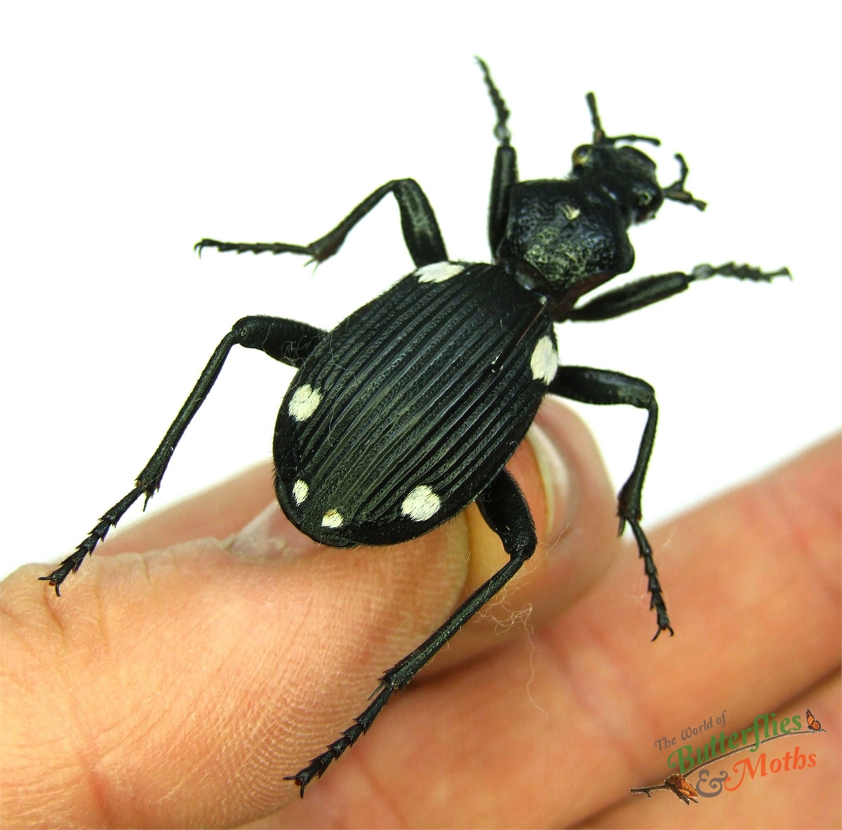 Anthia hexasticta KENYA - World of Butterflies and Moths