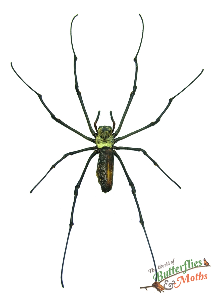 Nephila pilipes (maculata) Giant Golden Orb Spider East Java - World of ...