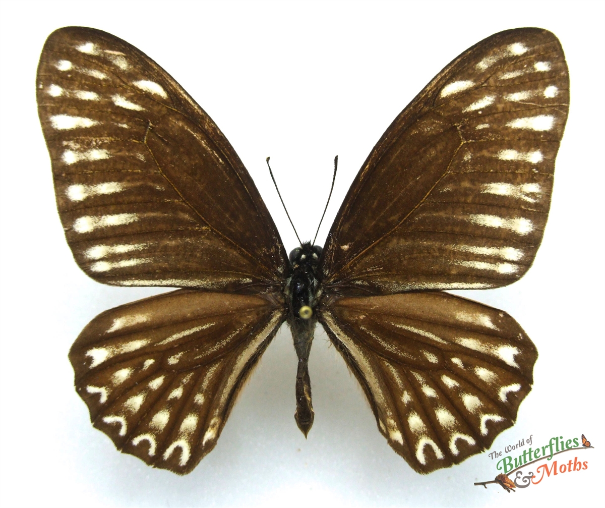 Graphium megaera PHILIPPINES - World of Butterflies and Moths