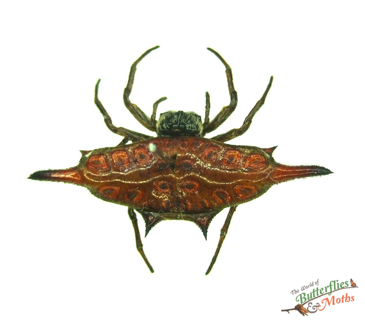 Wholesale: Gasteracantha sp. Long Winged Kite Spider MADAGASCAR - World ...